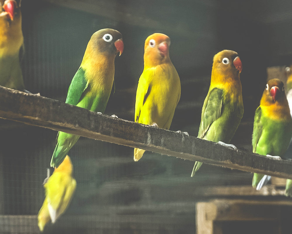 Birds – Griffith Feed and Grain