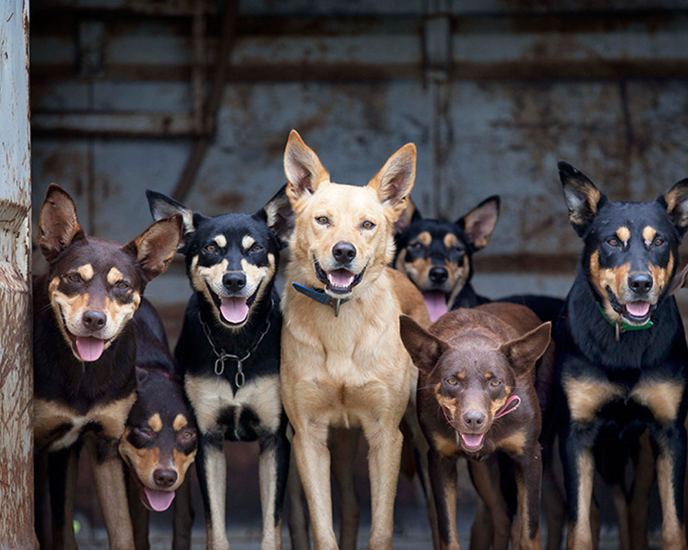 Dogs – Griffith Feed and Grain